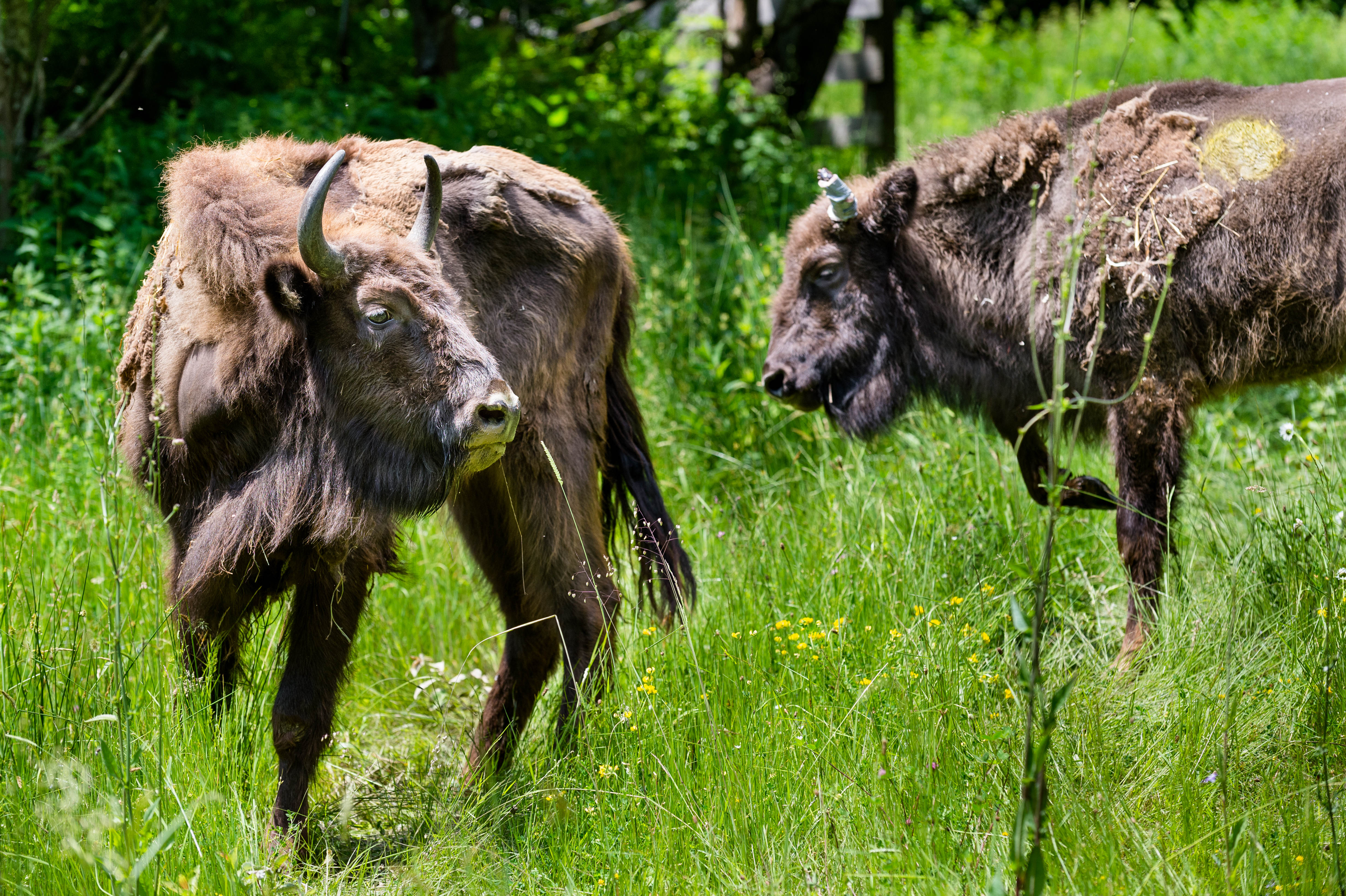 7 zimbri au ajuns în noua lor casă din Carpații Meridionali | WWF