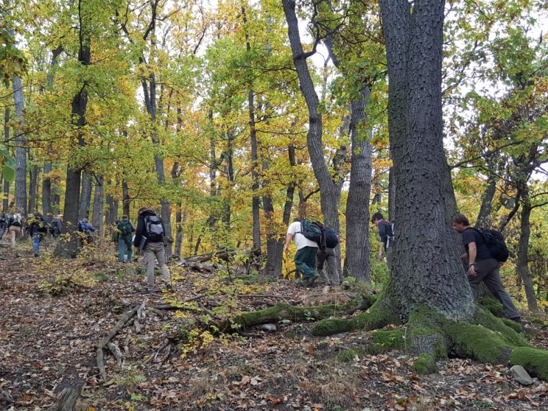 On the Trail of Old Oak Forests: A Field Report | WWF
