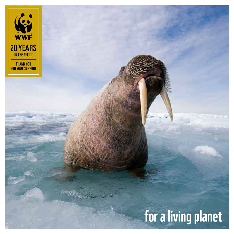 WWF in the Arctic: Celebrating 20 years | WWF