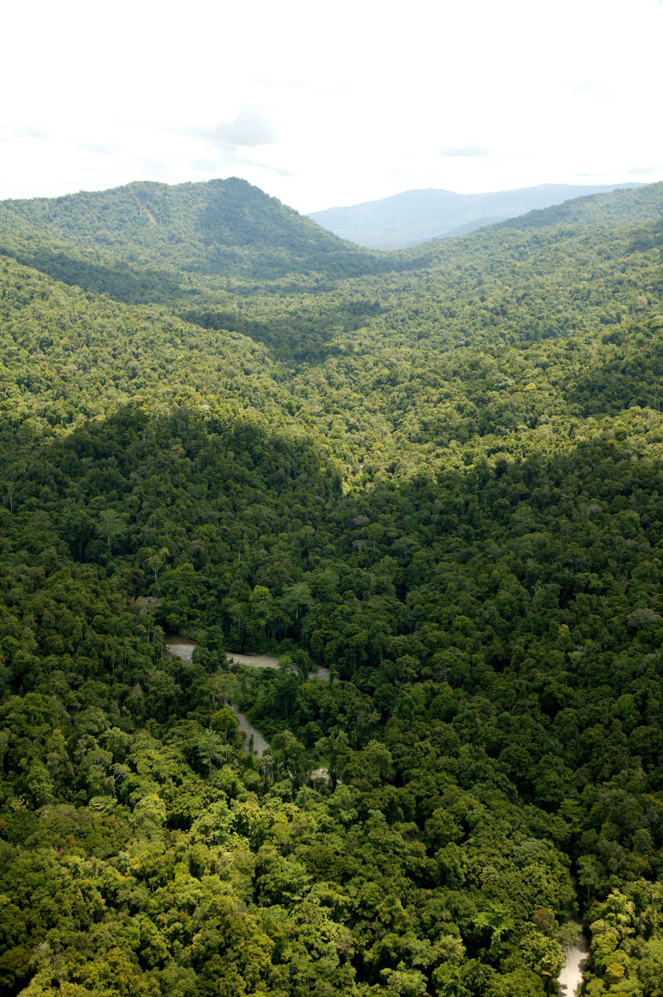 Papua New Guinea attains global forest accreditation | WWF
