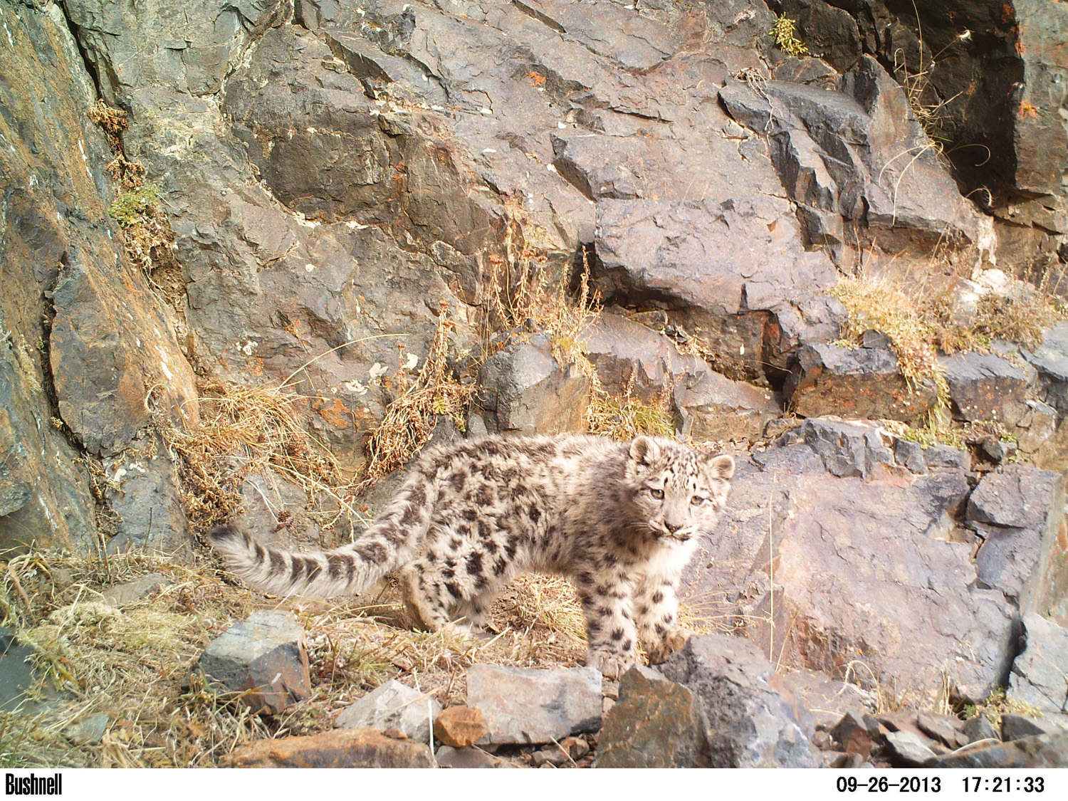High density of a snow leopard in ASER | WWF