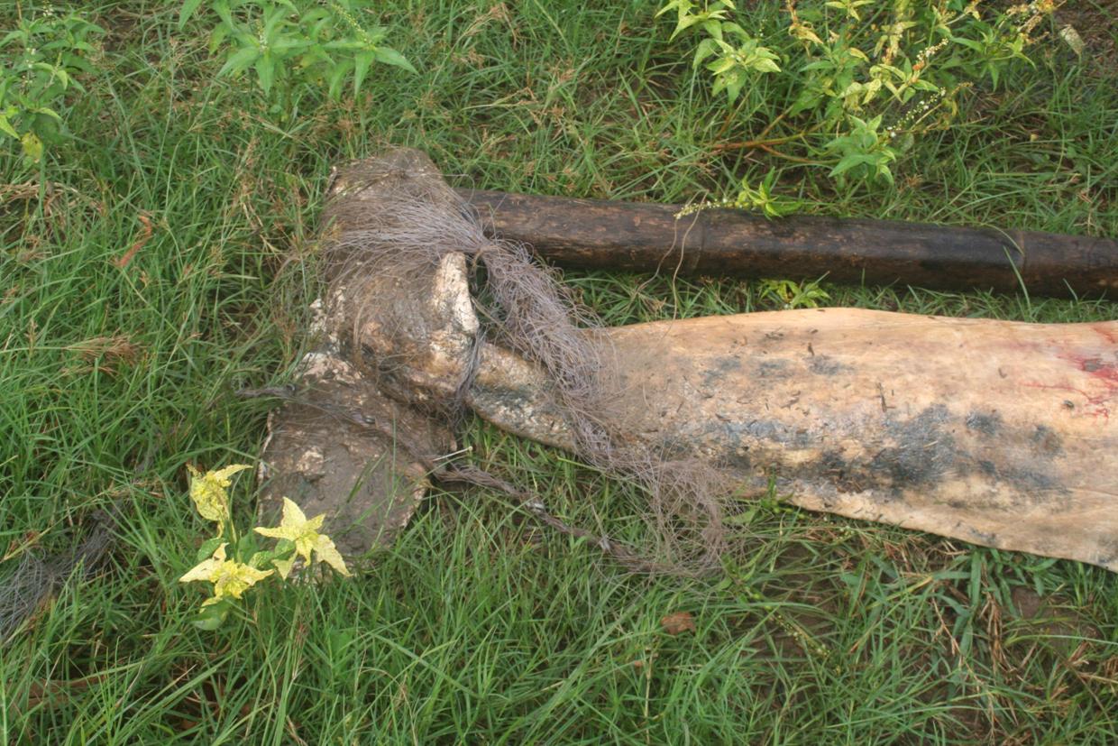 Dead dolphin discovered floating at a small tributary of the Mekong | WWF