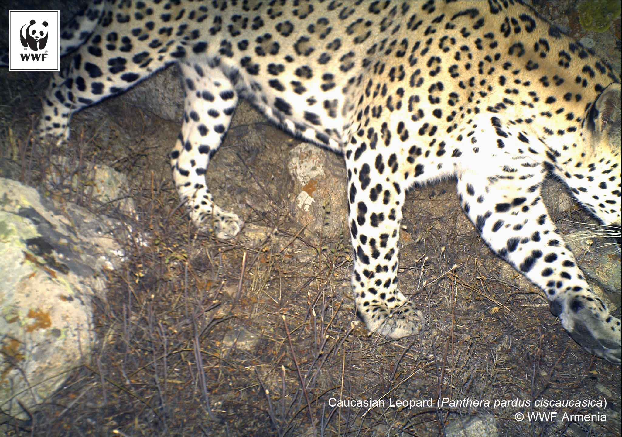 Conservation efforts show results: new evidence of Leopards in Southern ...