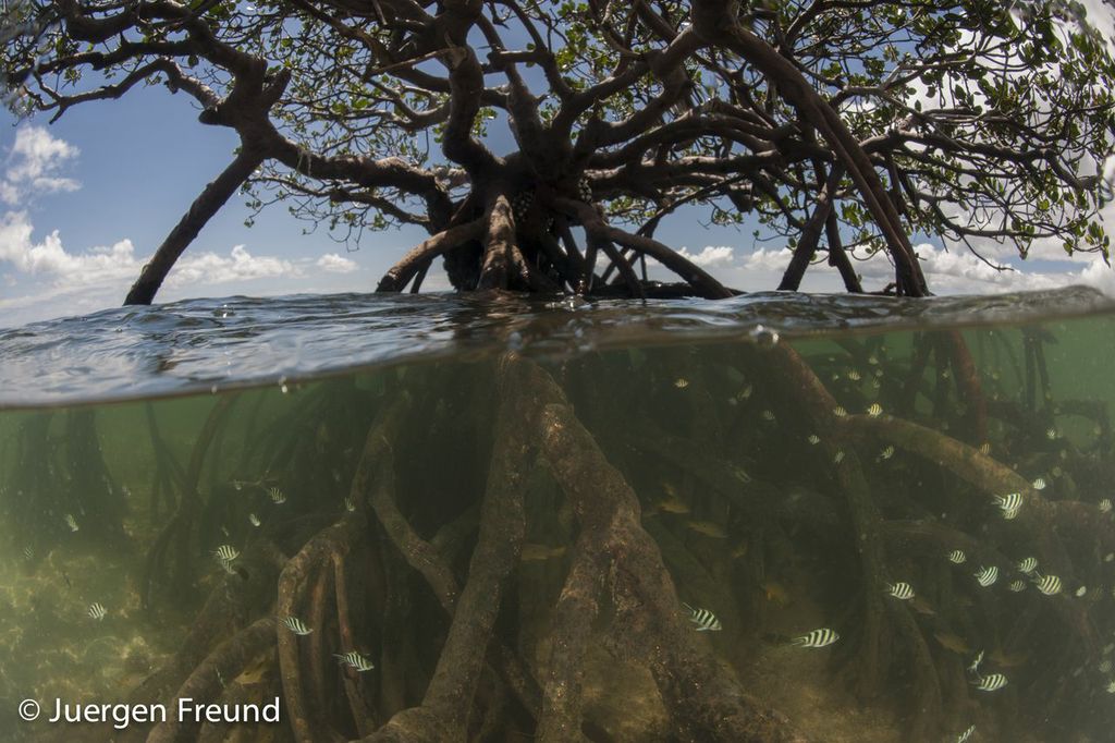 Mangroves Gift For All | WWF