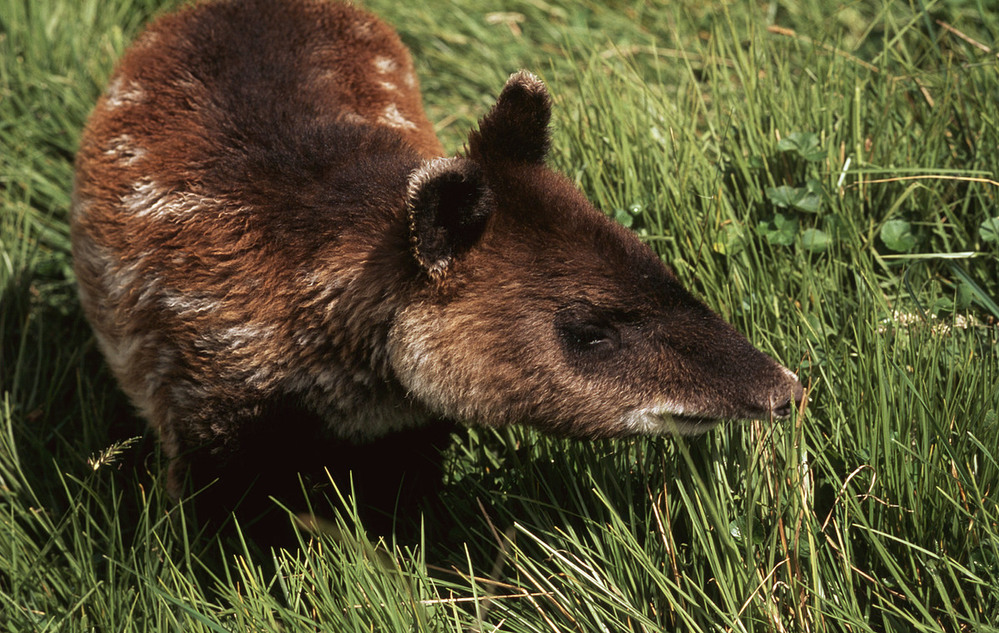 El resurgir del tapir andino, de especie olvidada a protagonista de la ...