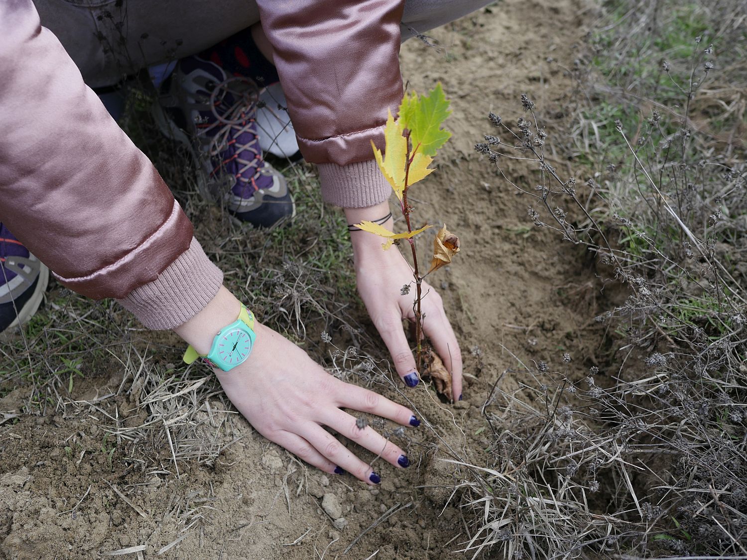 WWF-Bulgaria Plants a New Forest along the Maritza River | WWF