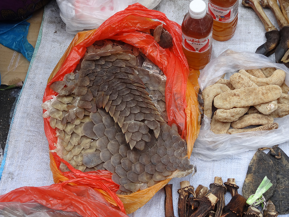 WWF Greater Mekong statement on WJC report, “Rapid assessment of the ...