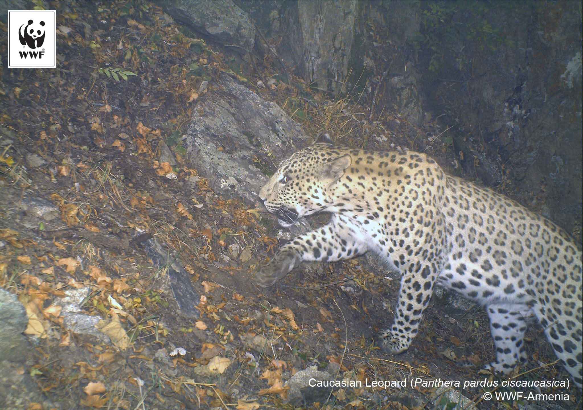 Conservation efforts show results: new evidence of Leopards in Southern ...