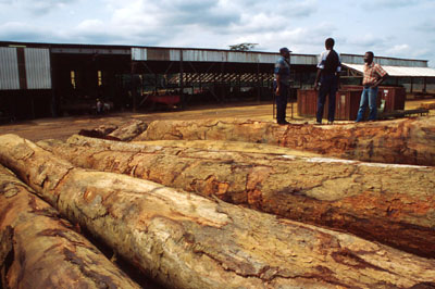 Logging - A Sustainable Future in Cameroon? | WWF