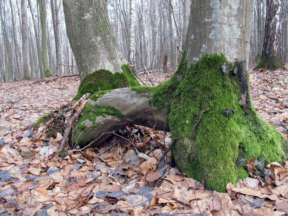 Обліки лісових звірів у Дермансько-Острозькому національному парку | WWF
