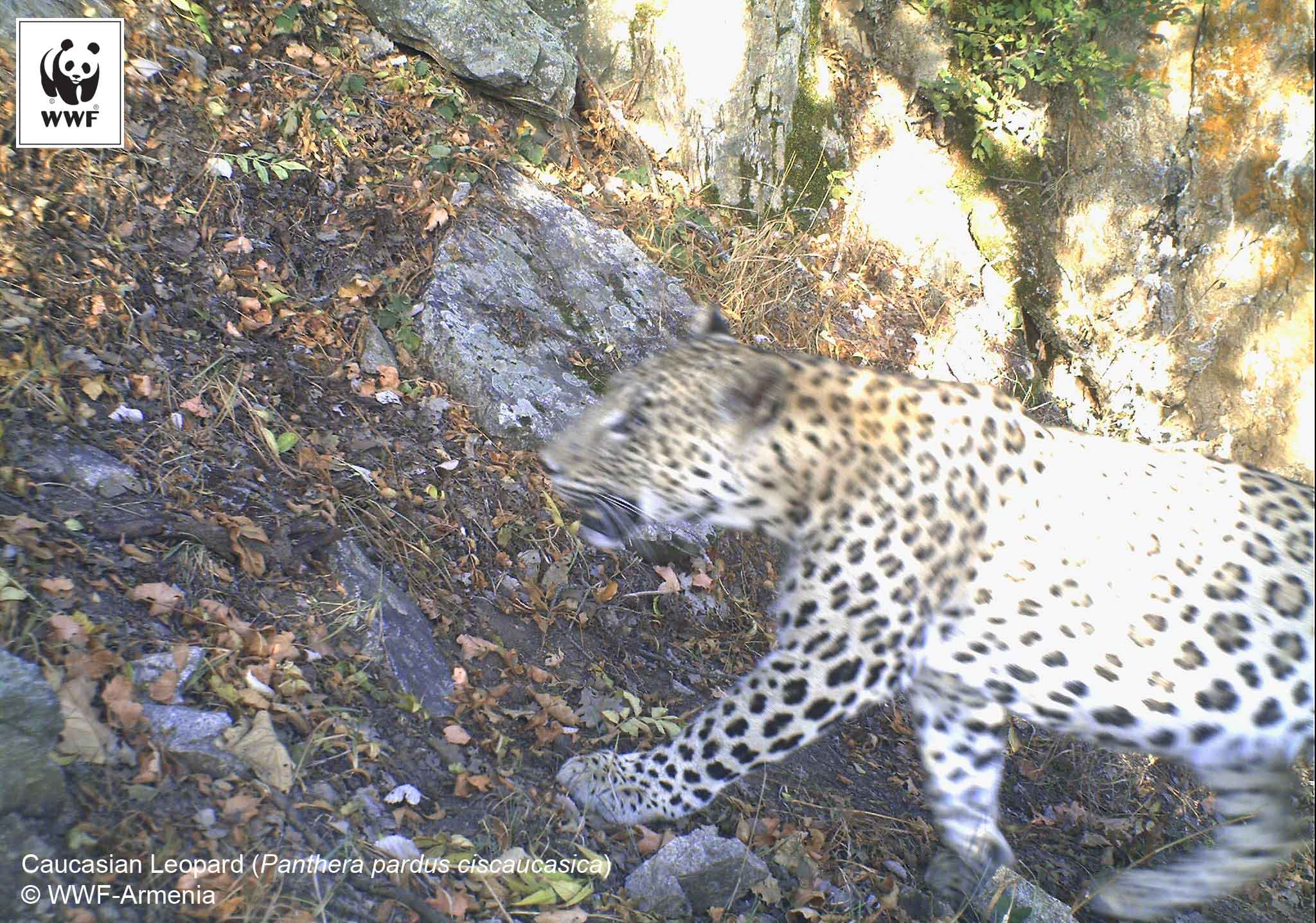Conservation efforts show results: new evidence of Leopards in Southern ...