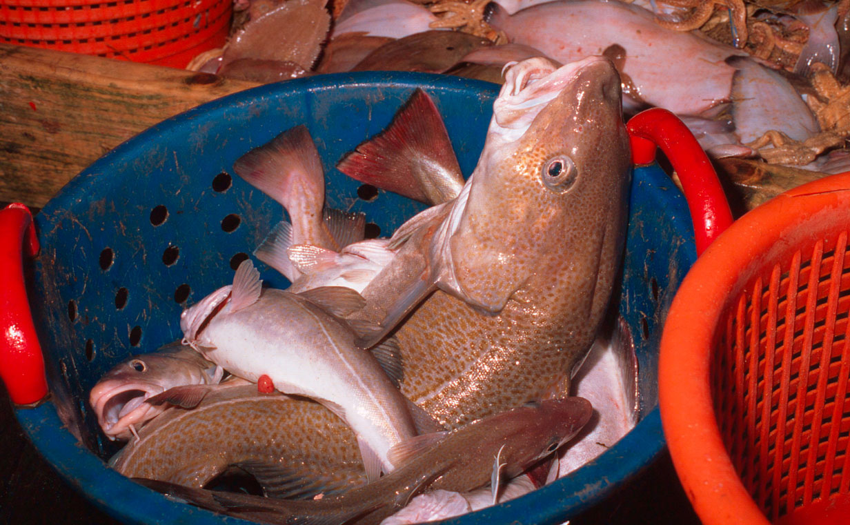 EU fish quotas must secure long-term future of stocks | WWF