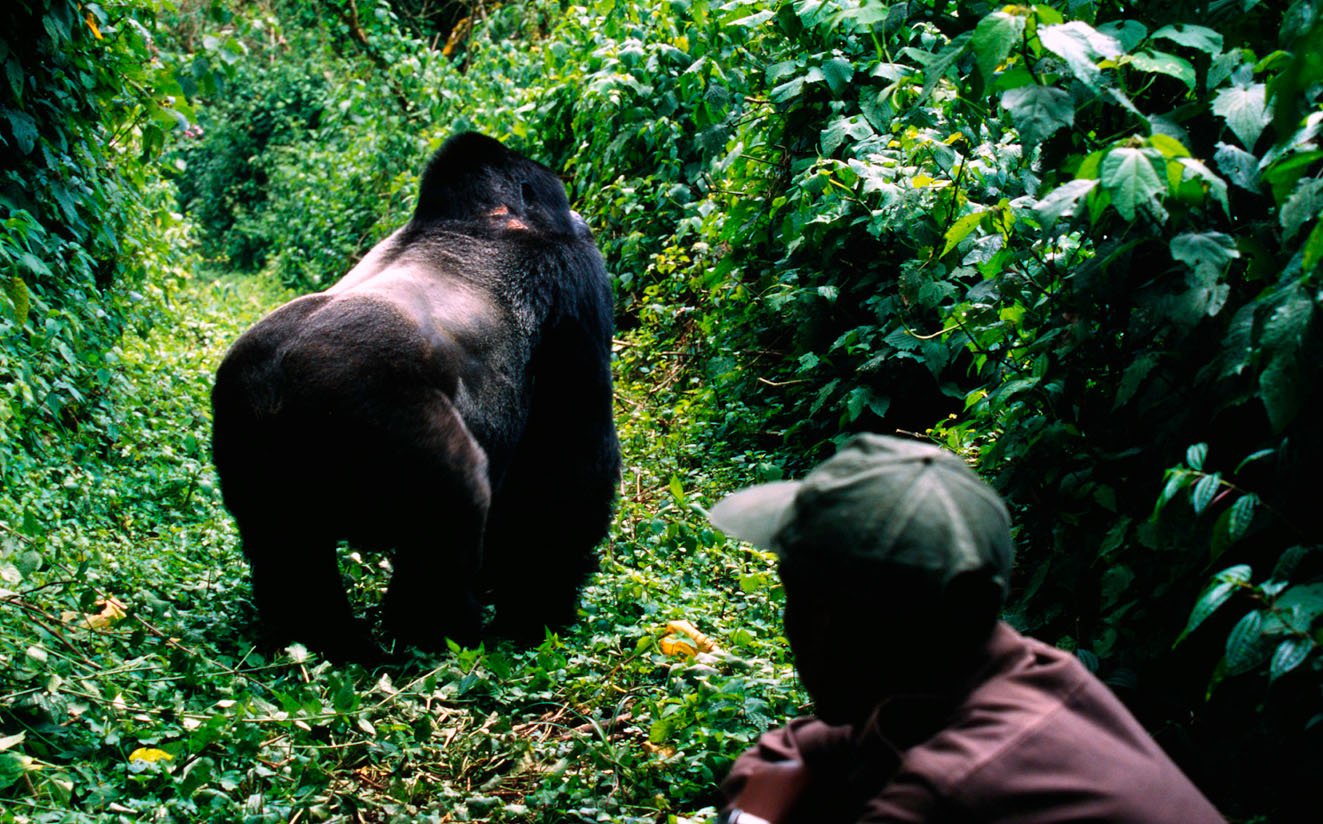 New agreement heralds focus on reducing land conflict around gorilla ...