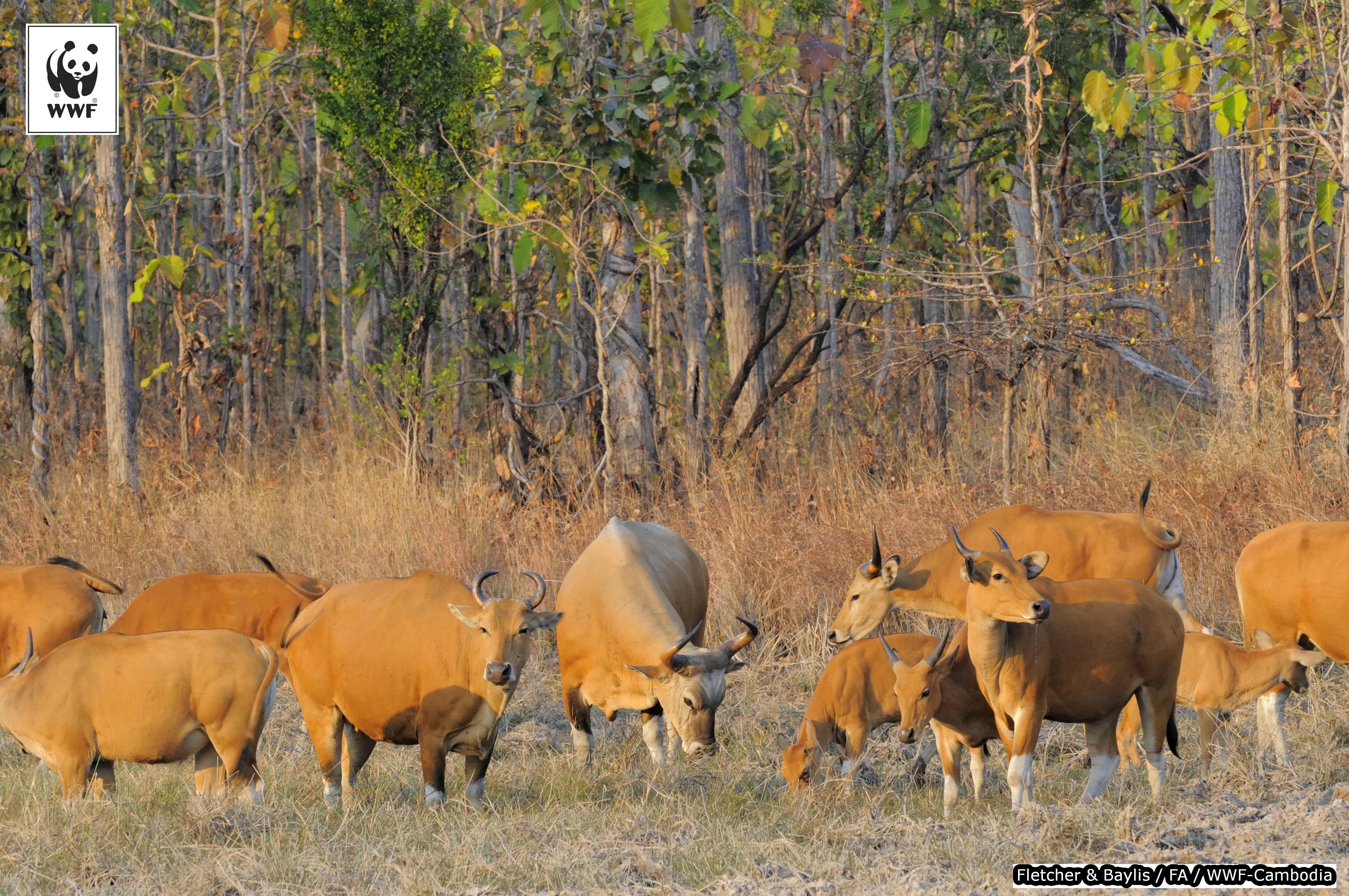Nearly 1000 people turn out for the Mondulkiri Wildlife and Us ...