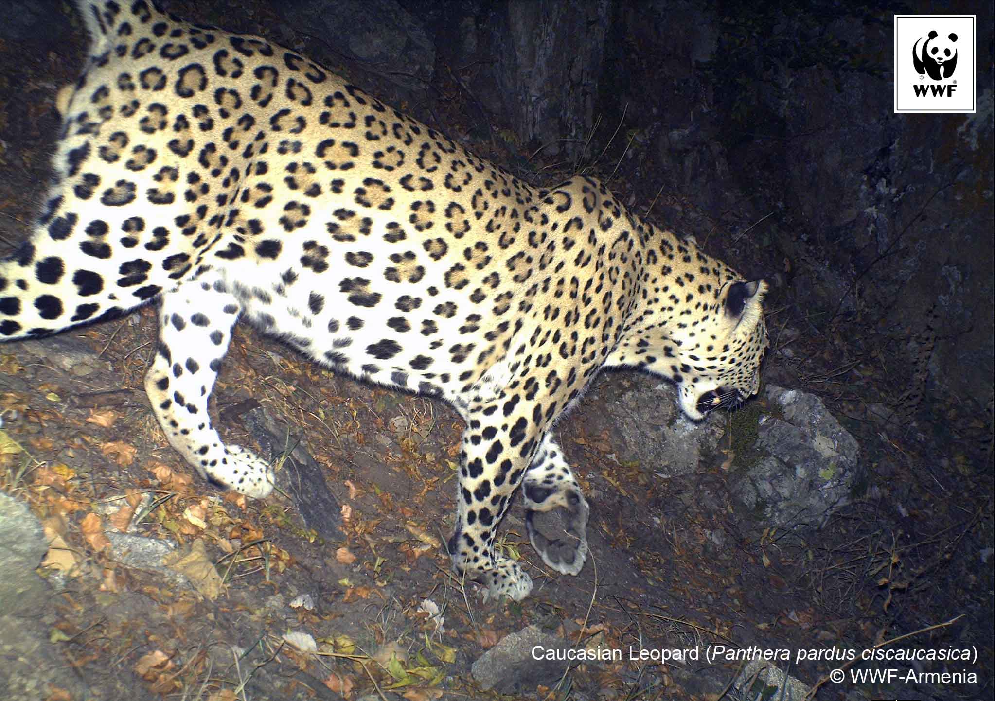 Conservation efforts show results: new evidence of Leopards in Southern ...