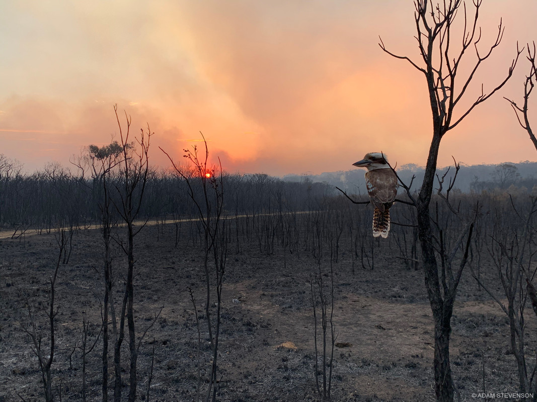 Над 1 млрд. и 250 млн. животни са засегнати от пожарите в Австралия | WWF