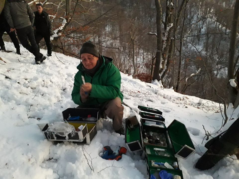 Pui de zimbru sălbatic din Munții Țarcu, prins într-un laț de ...