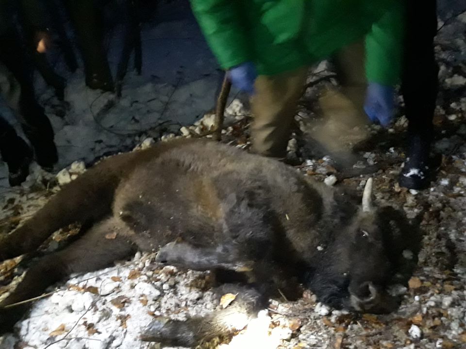 New Year Rescue of Bison Calf from Possible Poachers | WWF