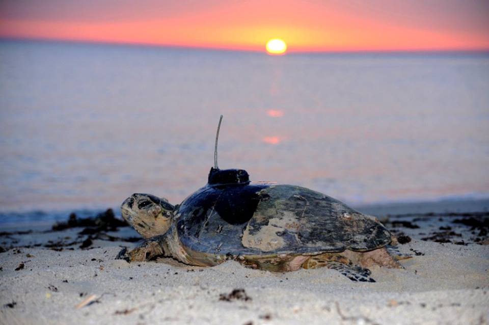Four new turtles added to Marine Conservation Project | WWF