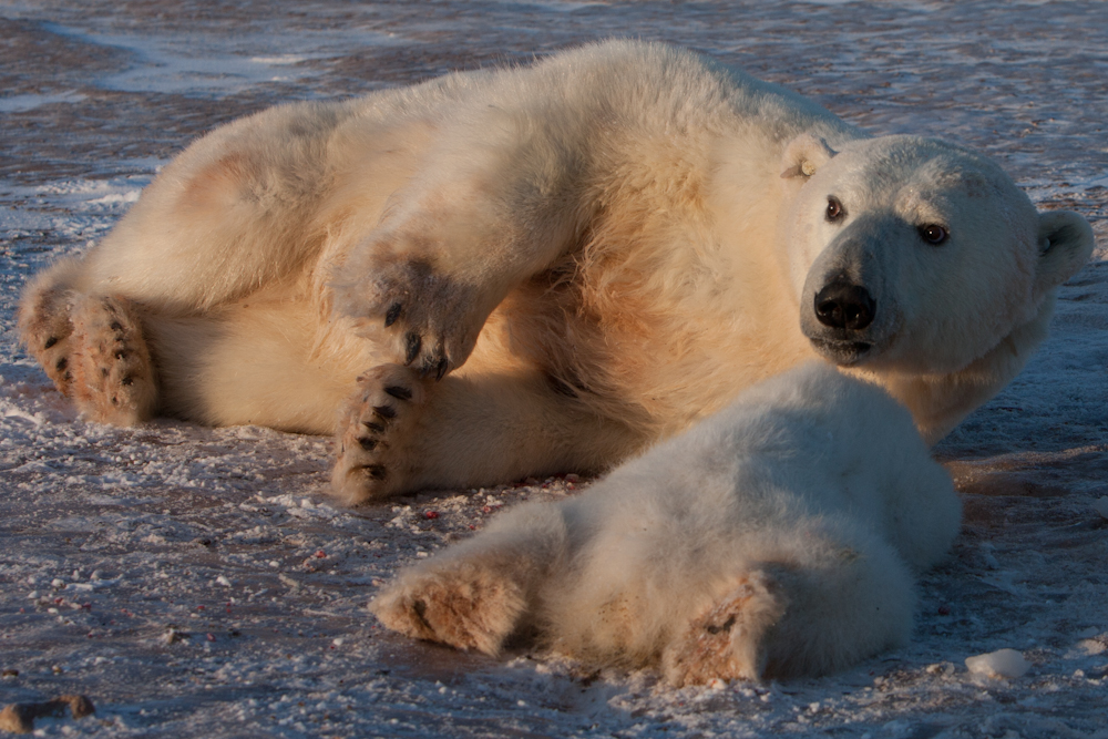 Warm weather, open water | WWF