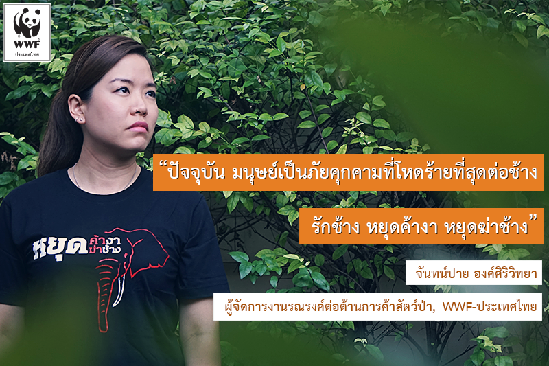 WWF-ประเทศไทย ชวนถอดรหัสธรรมชาติและร่วมเป็นกระบอกเสียงให้ธรรมชาติผ่าน “WWF Translate” | WWF