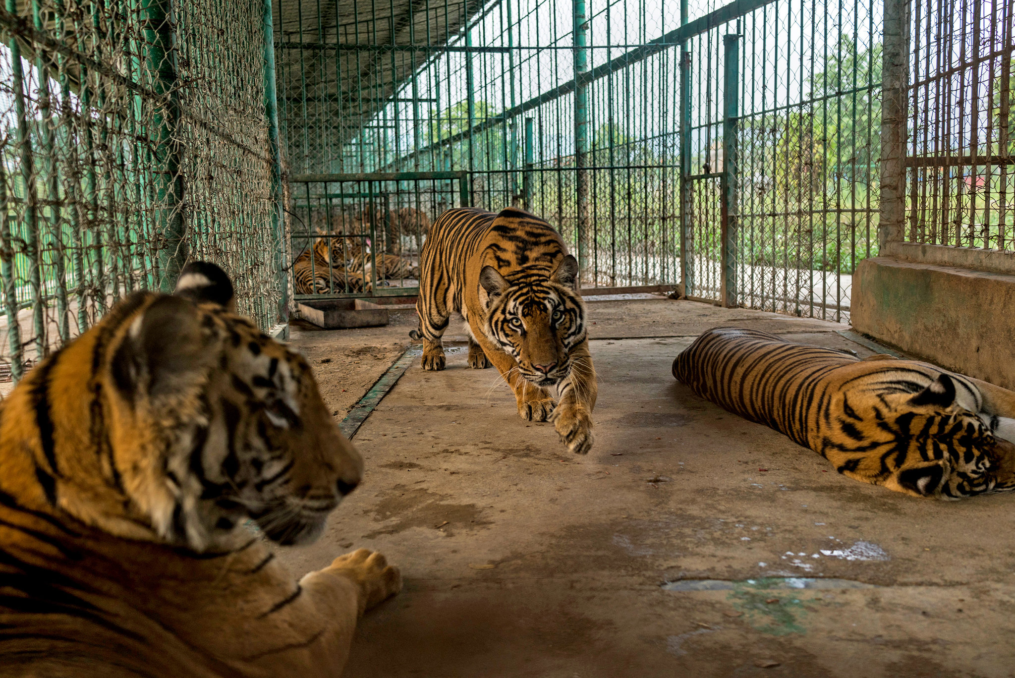 Lao prime minister’s order gives new hope for wildlife | WWF