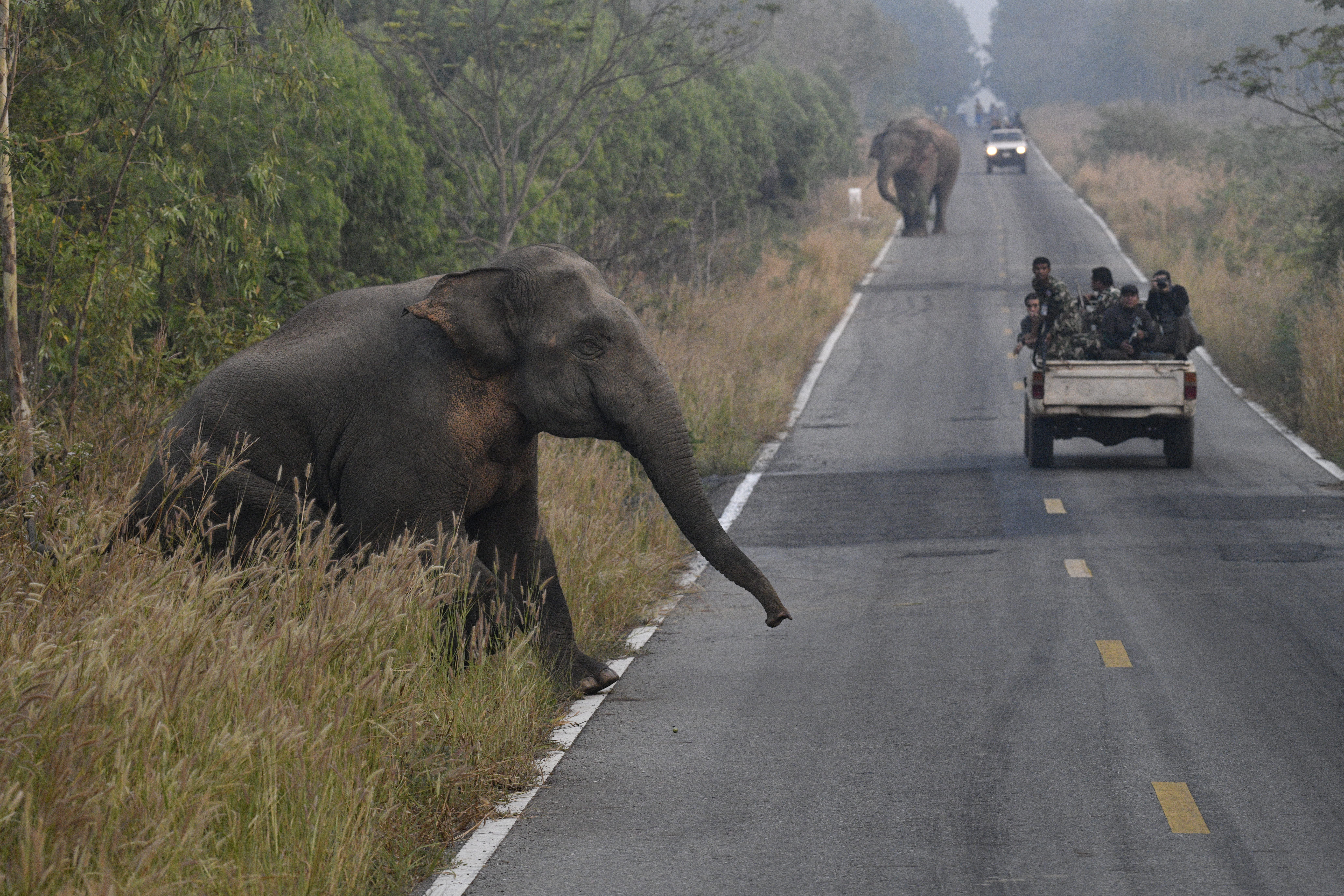 WWF and National Park Department Collar 3 Elephants in Thailand to ...