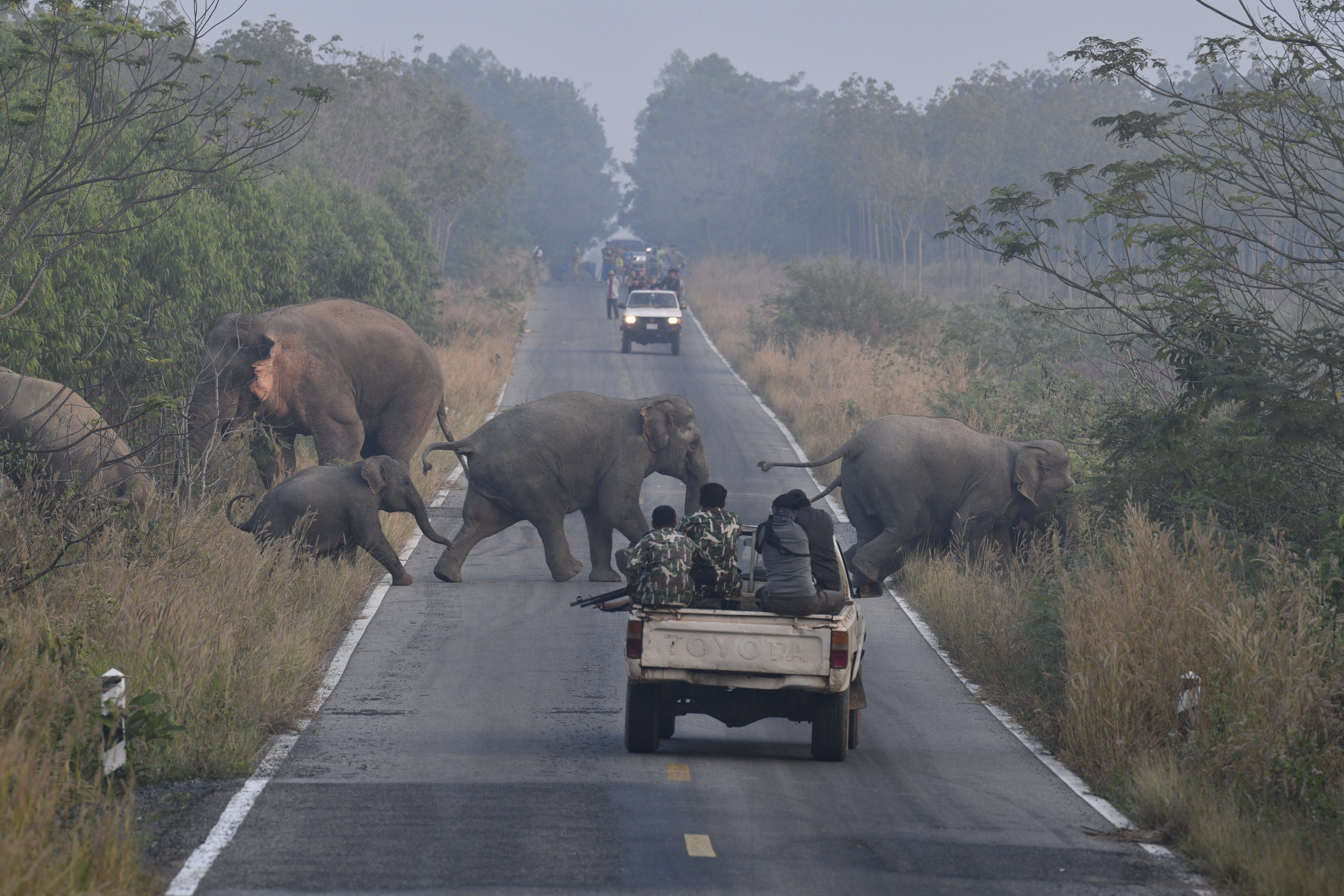 WWF and National Park Department Collar 3 Elephants in Thailand to ...