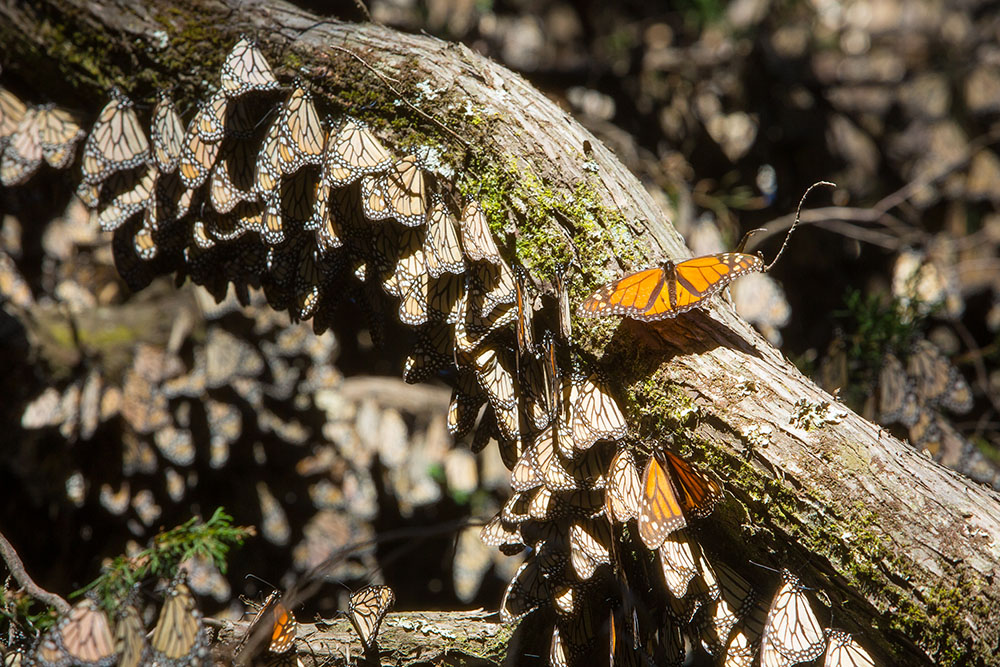 Endangered migration of the Monarch butterfly | WWF