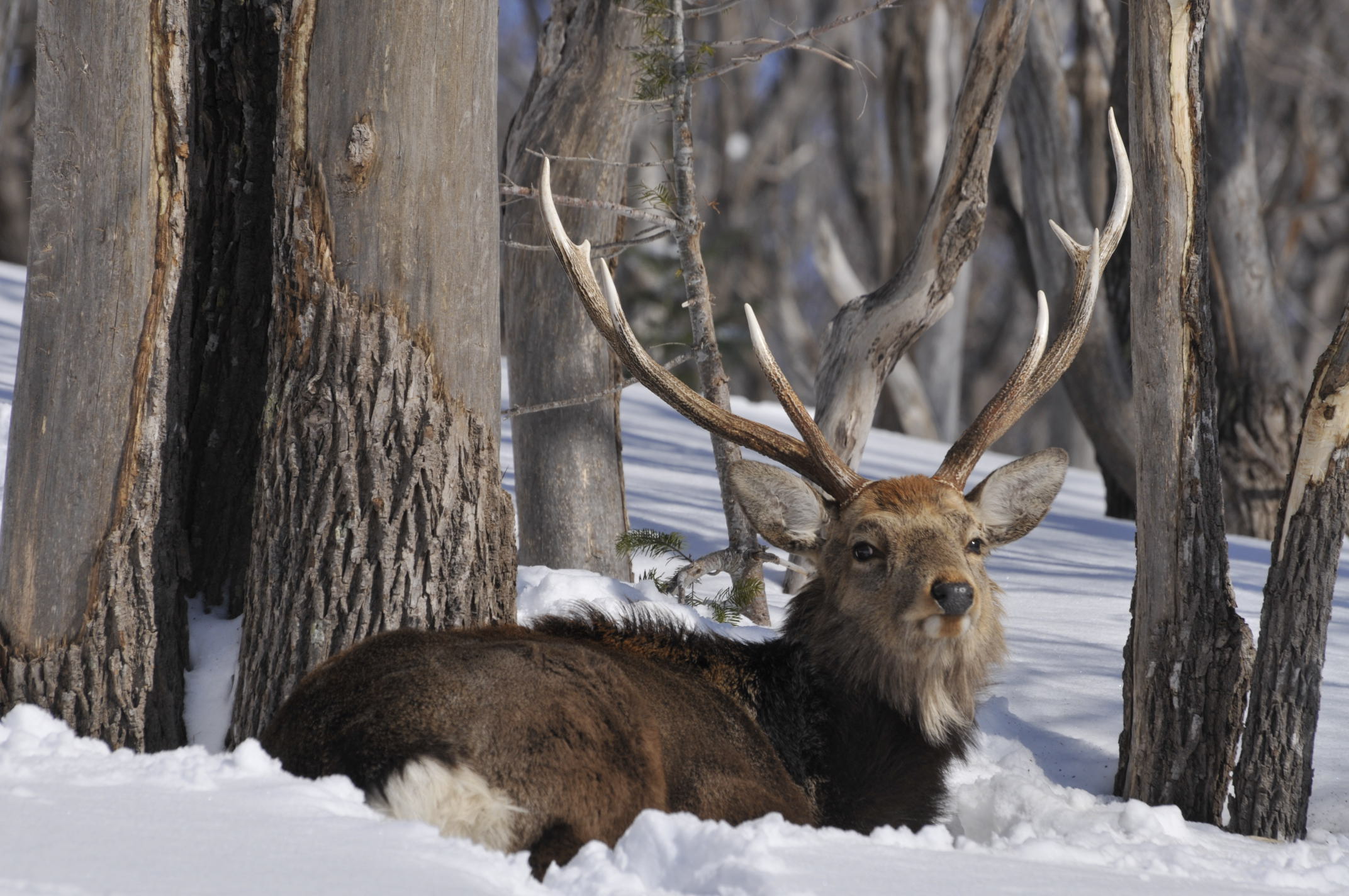 Climate Witness: Kenji Ito, Japan | WWF