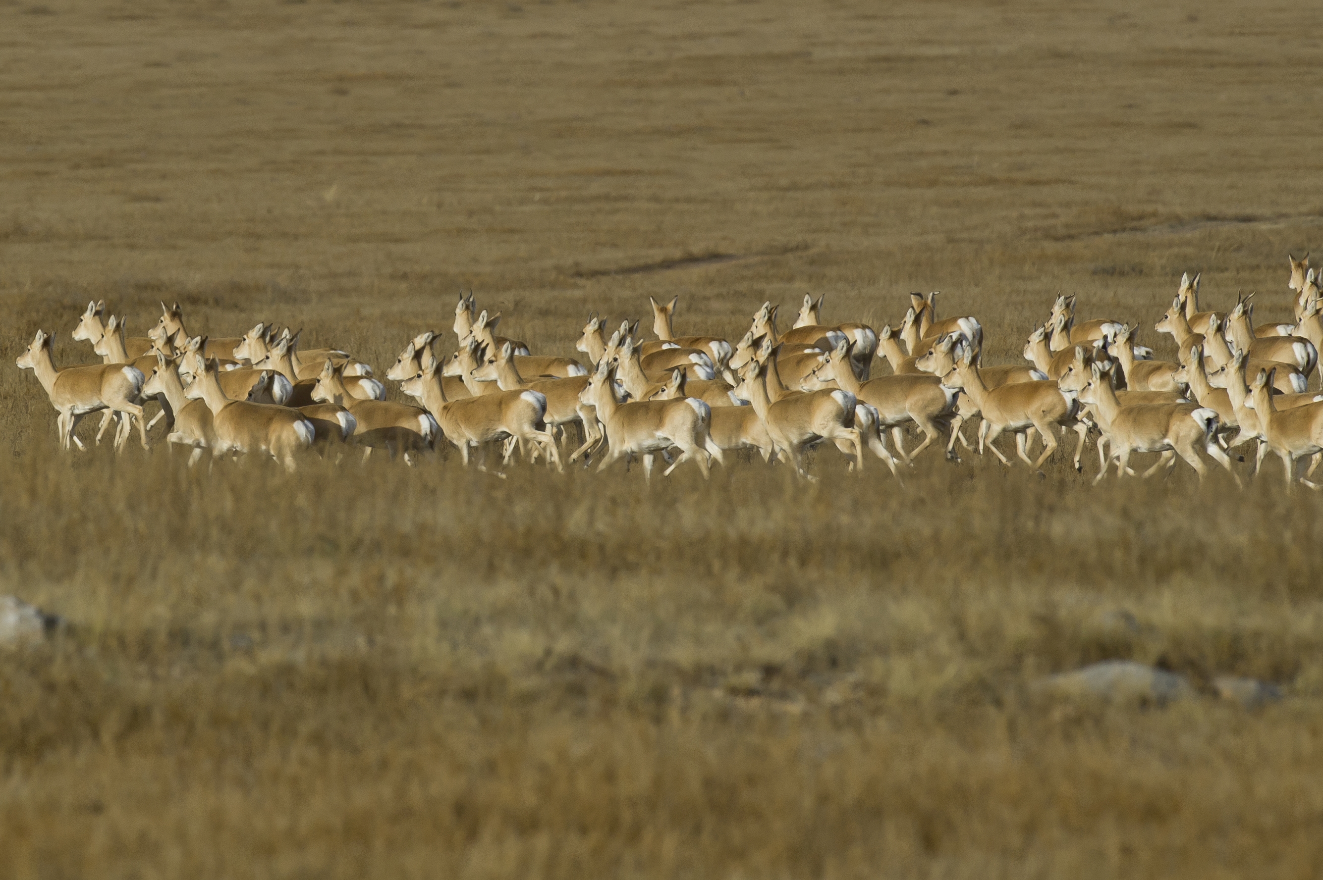 People thankworthy on Mongolian gazelle protection campaign | WWF