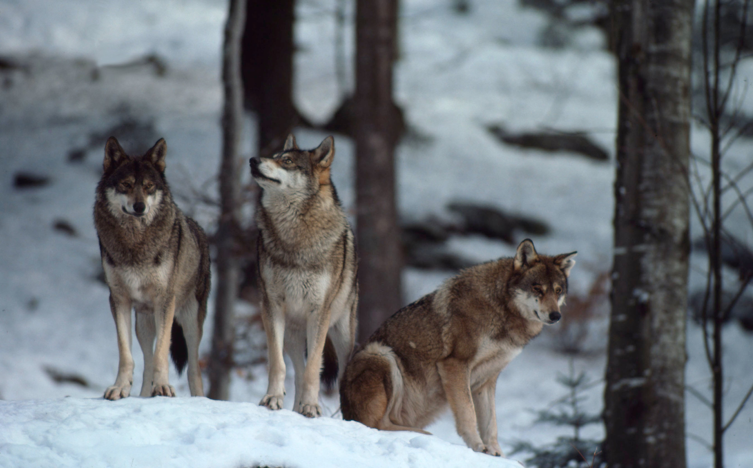 Ljudi koji zavijaju s vukovima | WWF