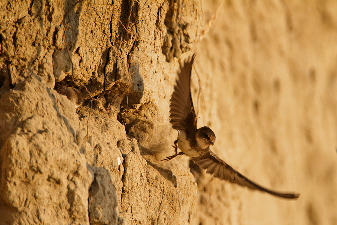 The population of sand martins on the Drava fell by 75% over the last ...