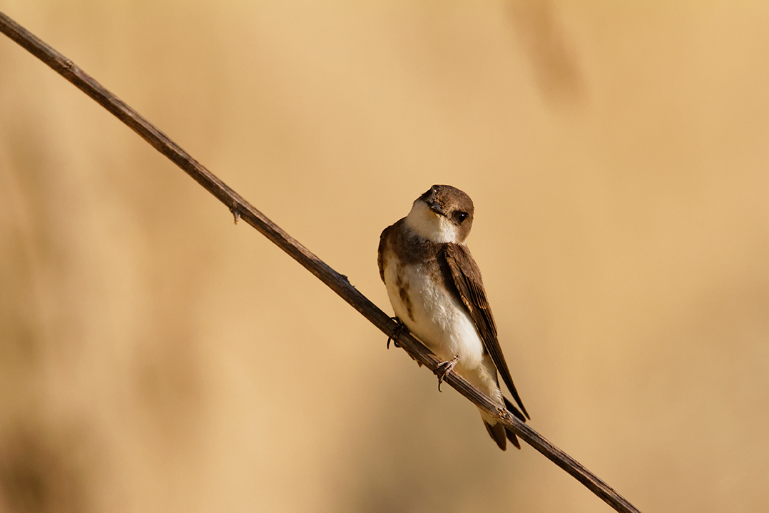 The population of sand martins on the Drava fell by 75% over the last ...