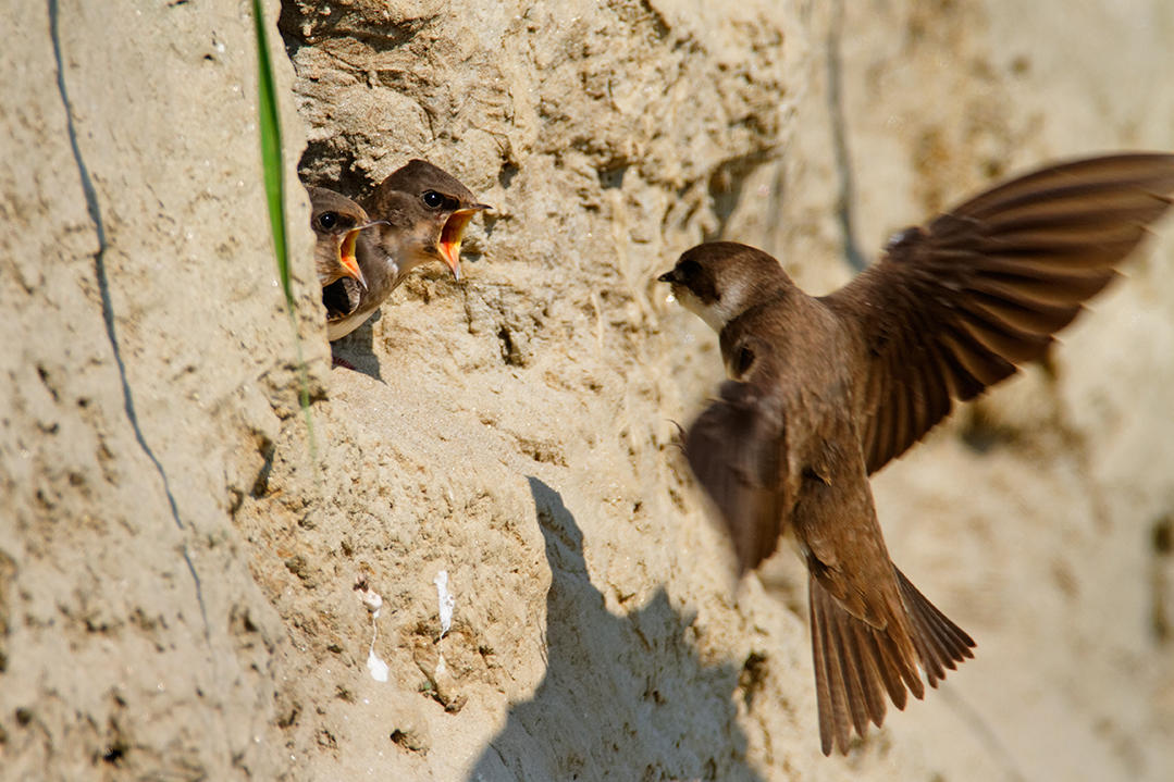 The population of sand martins on the Drava fell by 75% over the last ...