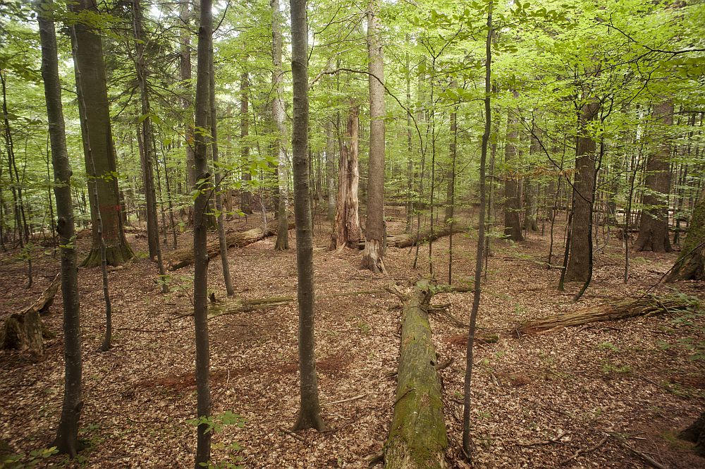Romania Risks Losing 500,000 Hectares of Forest! | WWF