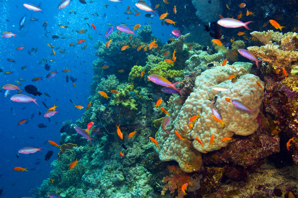WWF celebrates Sir David Attenborough’s outstanding contributions to ...