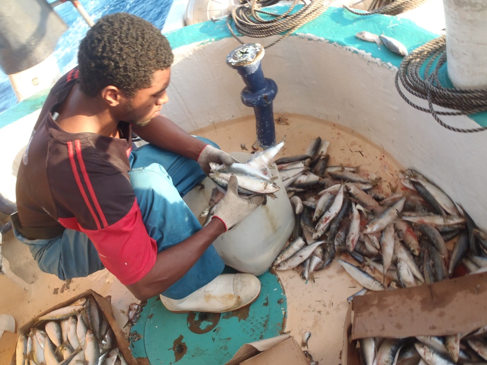 Slice from the Solander: Tuna Catches Decline | WWF