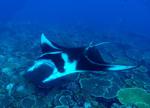 What Indonesia’s new conservation measure for mantas say about pricing ...