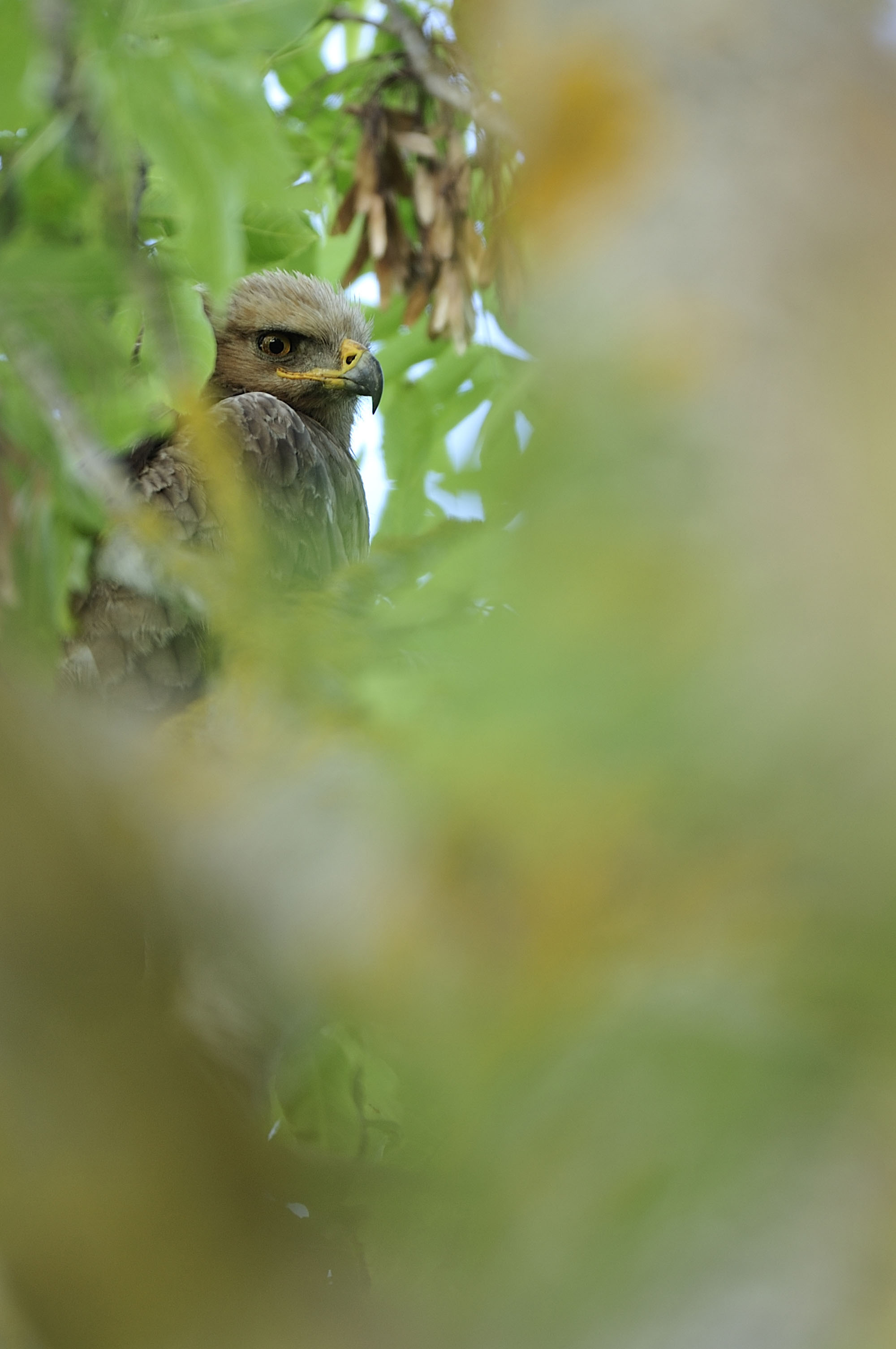 Cercetările științifice de teren coordonate de WWF-România scot la ...
