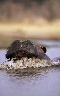 World’s biggest hippo population decimated | WWF