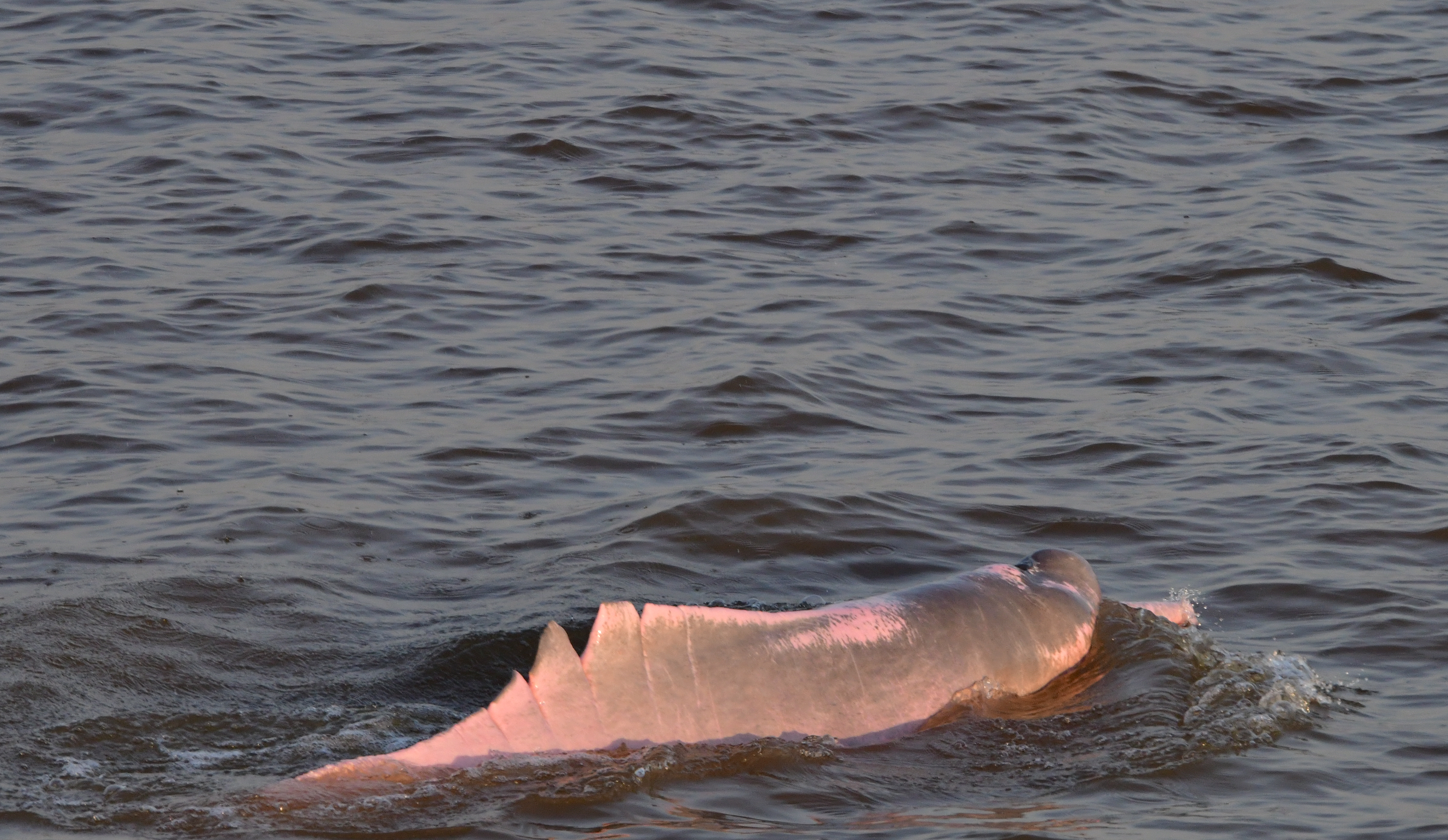 Siguiéndole la pista a los delfines por el río Amazonas | WWF