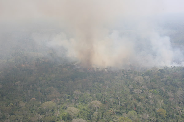 Flying over an Amazon on fire | WWF