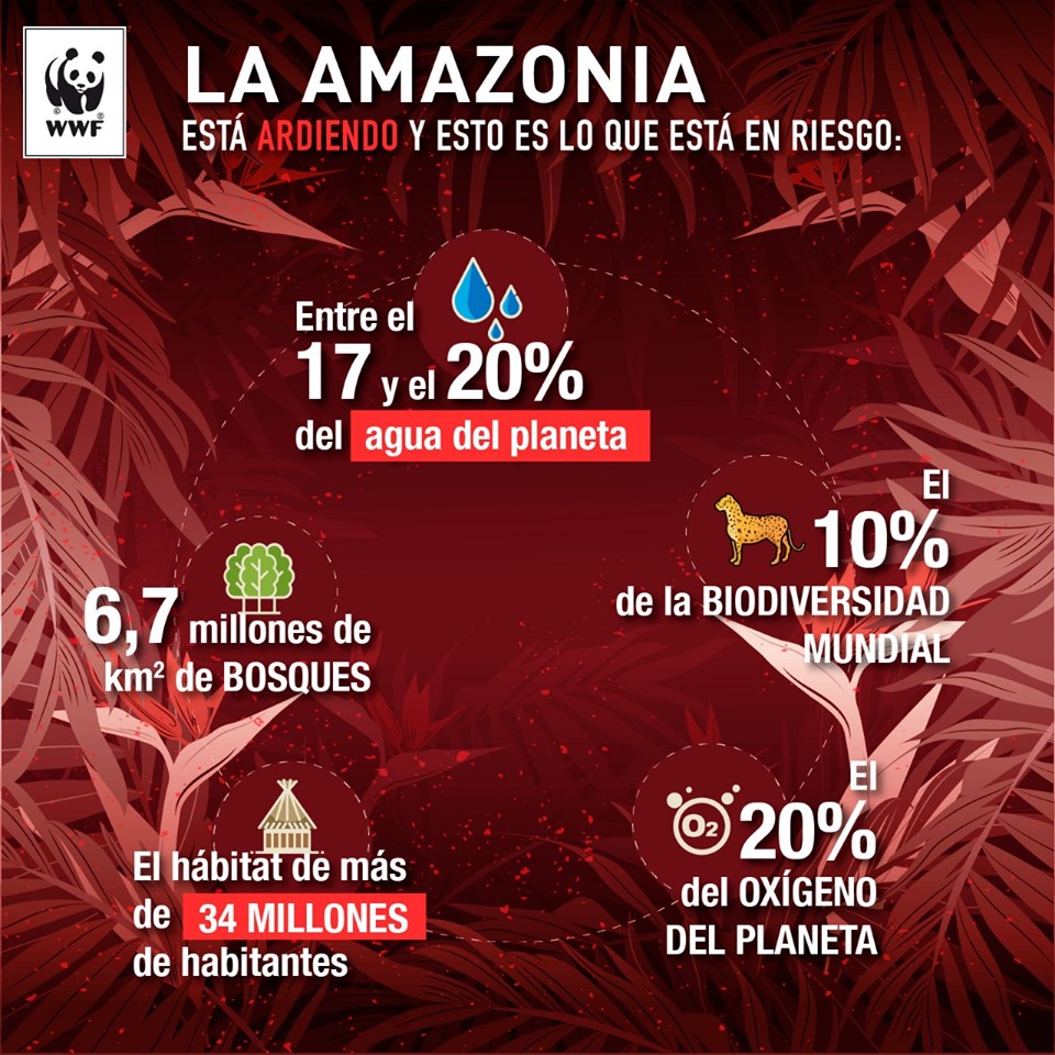 Declaración de WWF sobre los devastadores incendios forestales en la ...