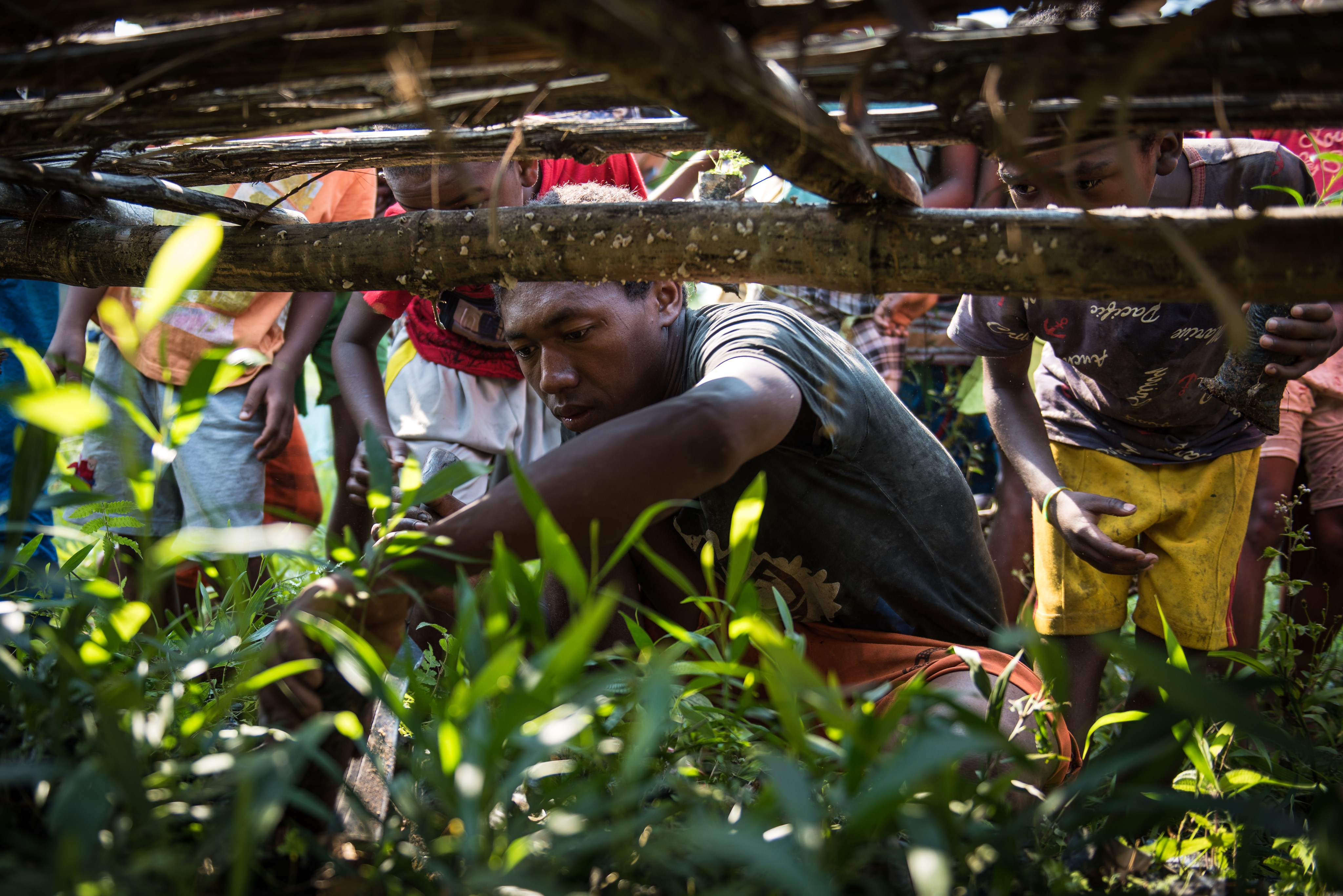 Reforestation for conservation - Andapa invests in its forests | WWF