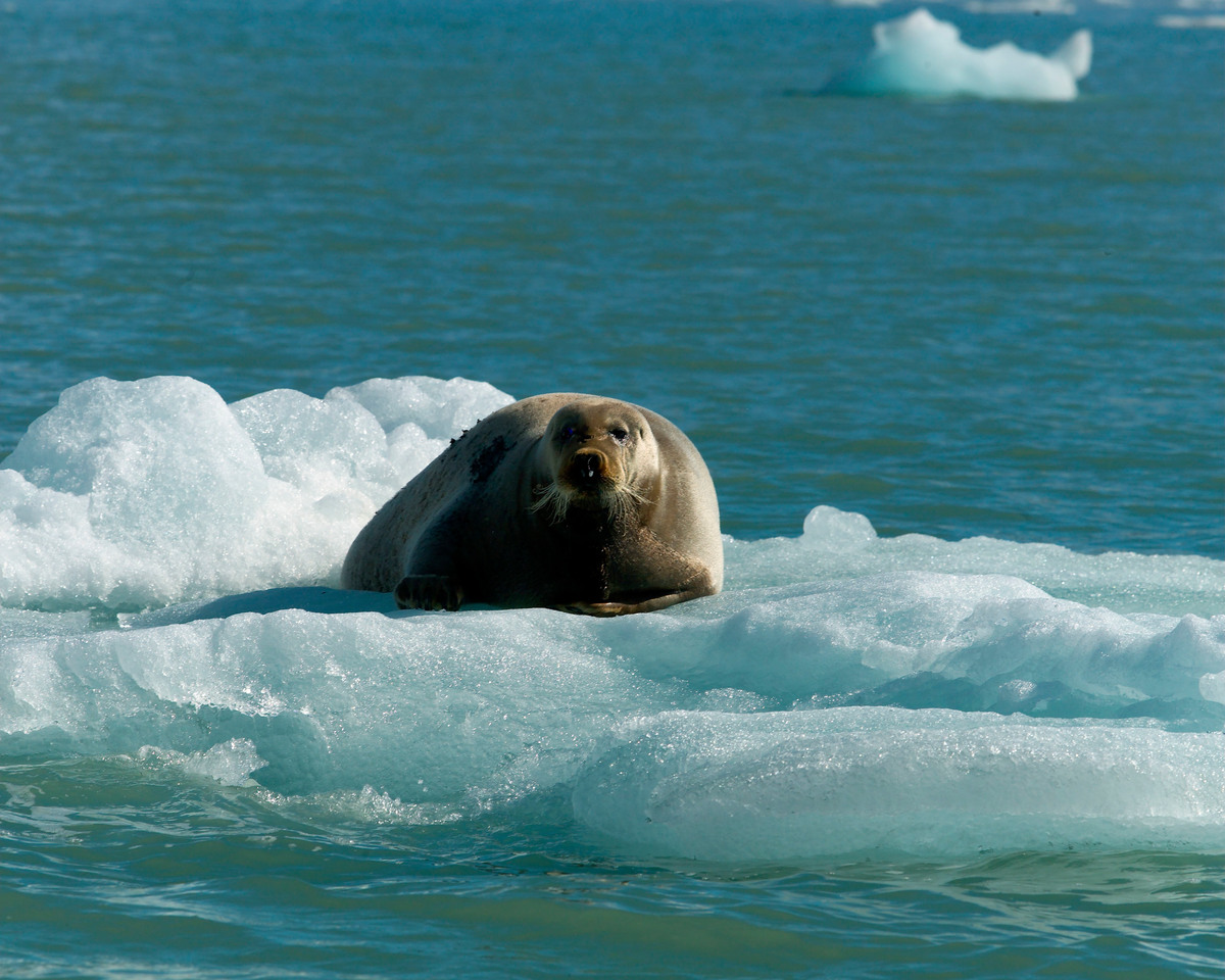 Arctic Sea Ice Sets Another Record | WWF