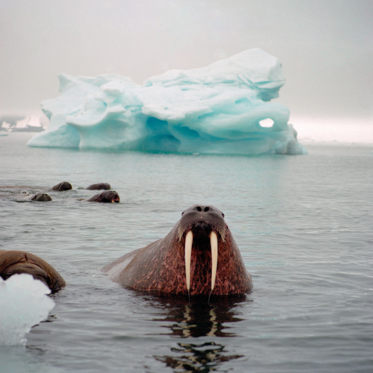 Arctic Sea Ice Sets Another Record | WWF