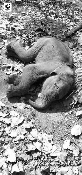 WWF statement on the loss of an infant elephant in Phnom Prich Wildlife ...