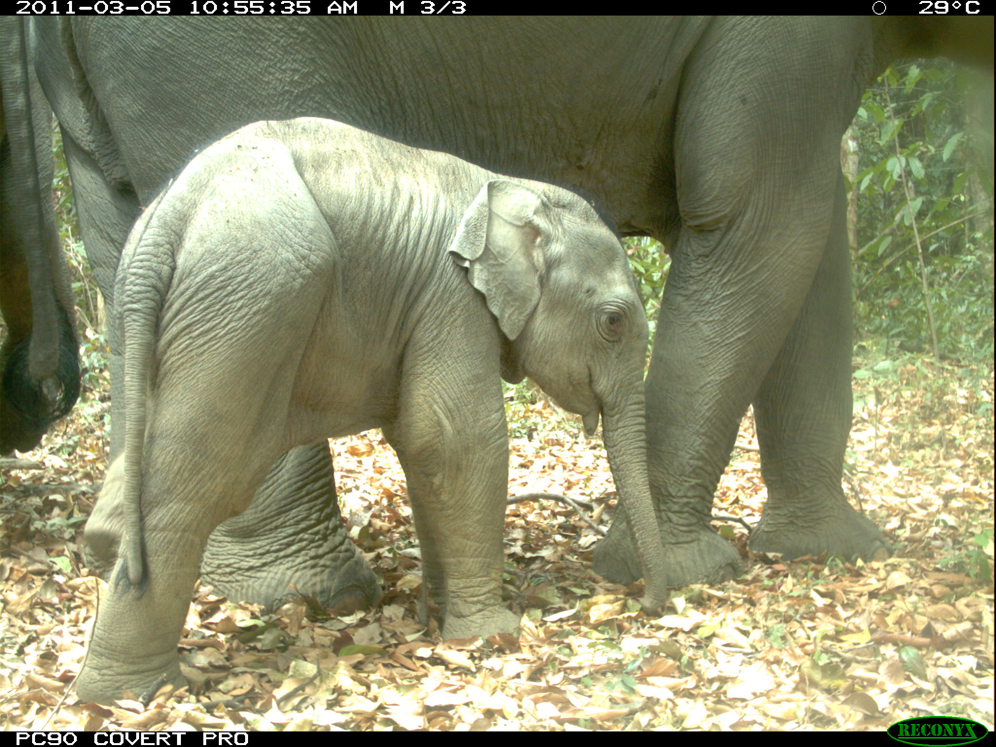 First Landscape-wide Elephant Survey in Cambodia’s Eastern Plains | WWF