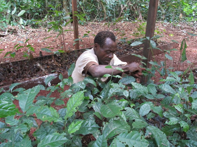 Indigenous Baka community plant 5000 trees to regenerate the forest | WWF